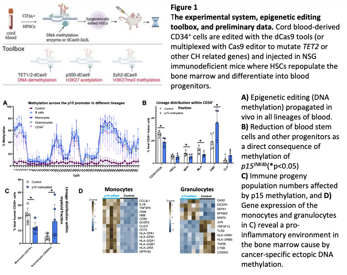 2024 BLiC PhD Project Ficz – CRUK – City Of London Cancer Centre