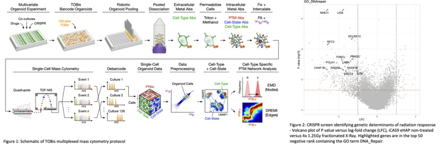 2024 PhD Project Hewitt – CRUK – City Of London Cancer Centre