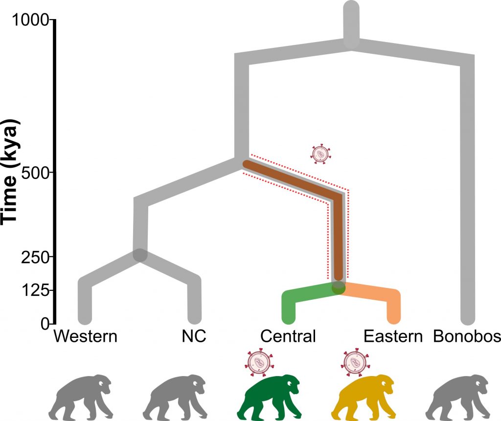News – UCL Evolutionary Genomics Group